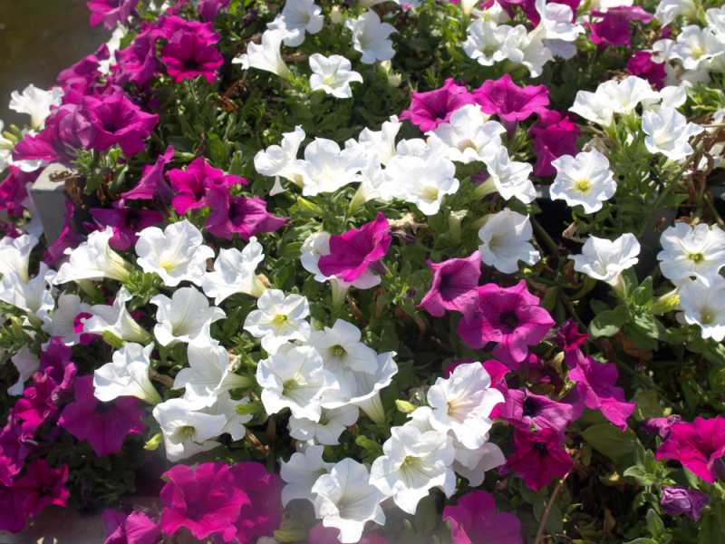 Quelles Fleurs Planter dans une Jardinière ? Nos Conseils