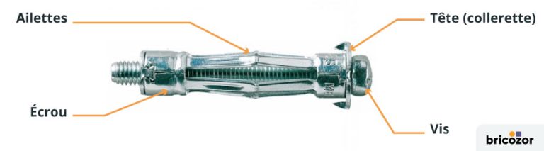 Tout ce qu'il faut Savoir sur la Cheville Molly : fonctionnement ...