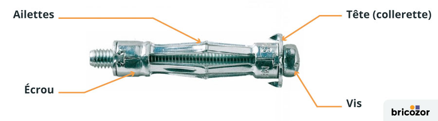 Tout ce qu'il faut Savoir sur la Cheville Molly : fonctionnement ...