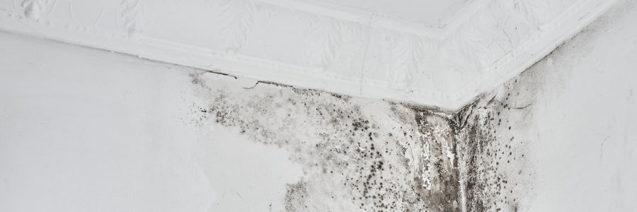 Taux d'humidité : Définition et astuces le gérer dans votre maison