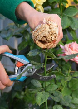 Quand tailler les Rosiers ? Dates et conseils Simples et Efficaces