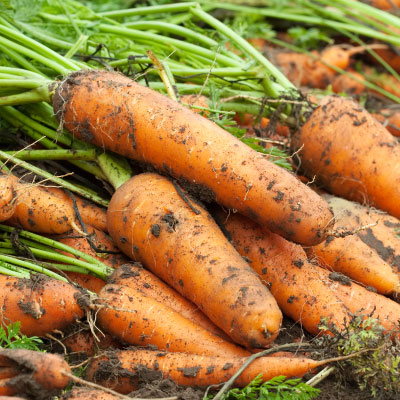 Que planter en mars ? Conseils et astuces - Bricozor