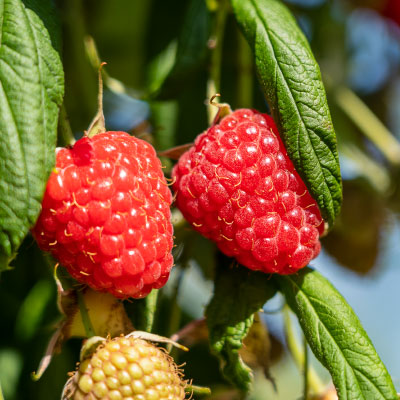 Septembre au jardin : Légumes, fleurs et arbres à planter