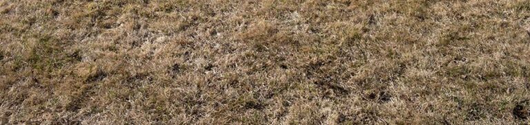 Aérer son Gazon : Pourquoi c'est Important et Comment le Réaliser