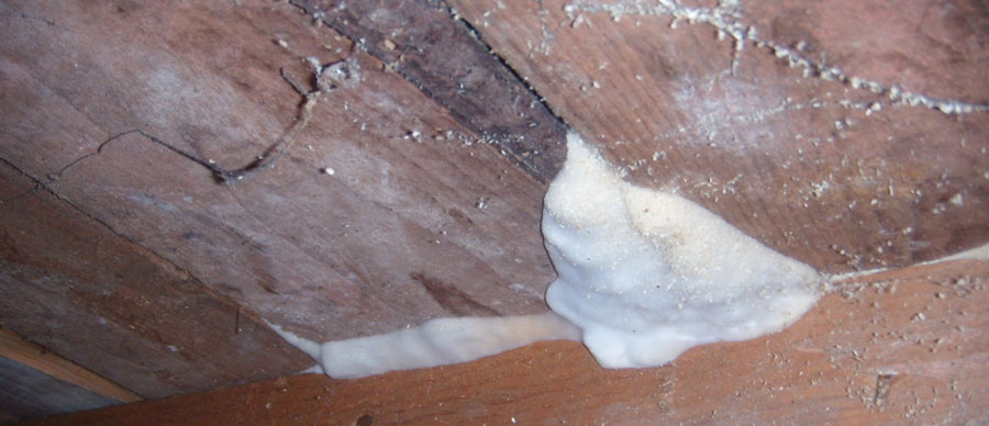 Mérule : signes, dangers et traitements